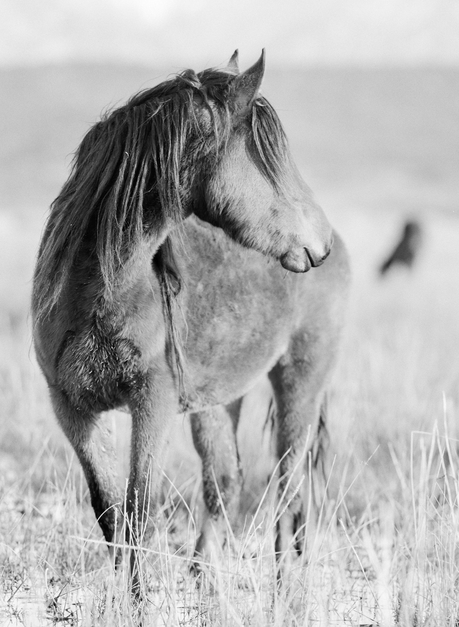 Forward Gaze – KT Merry Fine Art