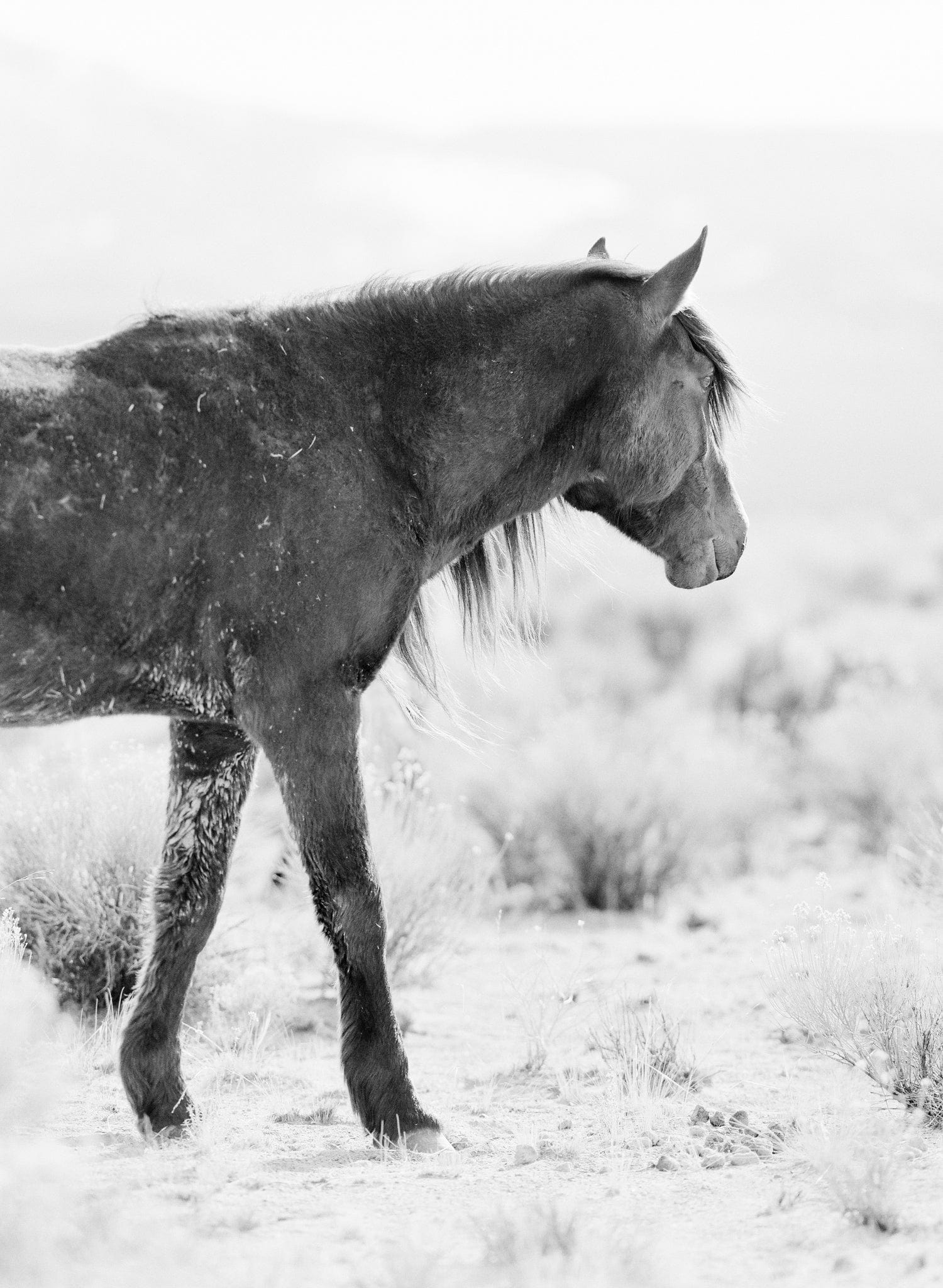 Alpine Stallion – KT Merry Fine Art