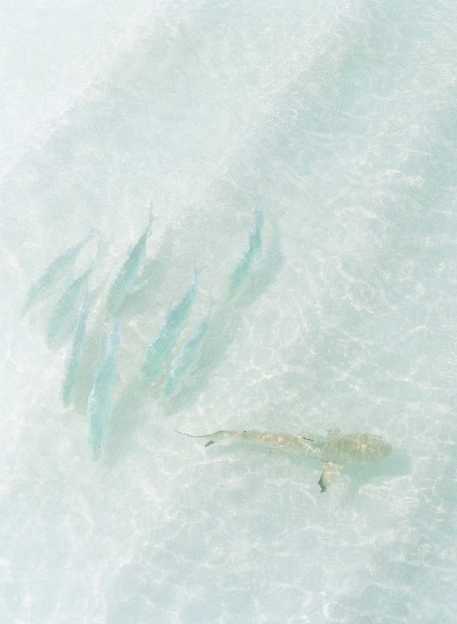 Shallow Waters 2 – KT Merry Fine Art