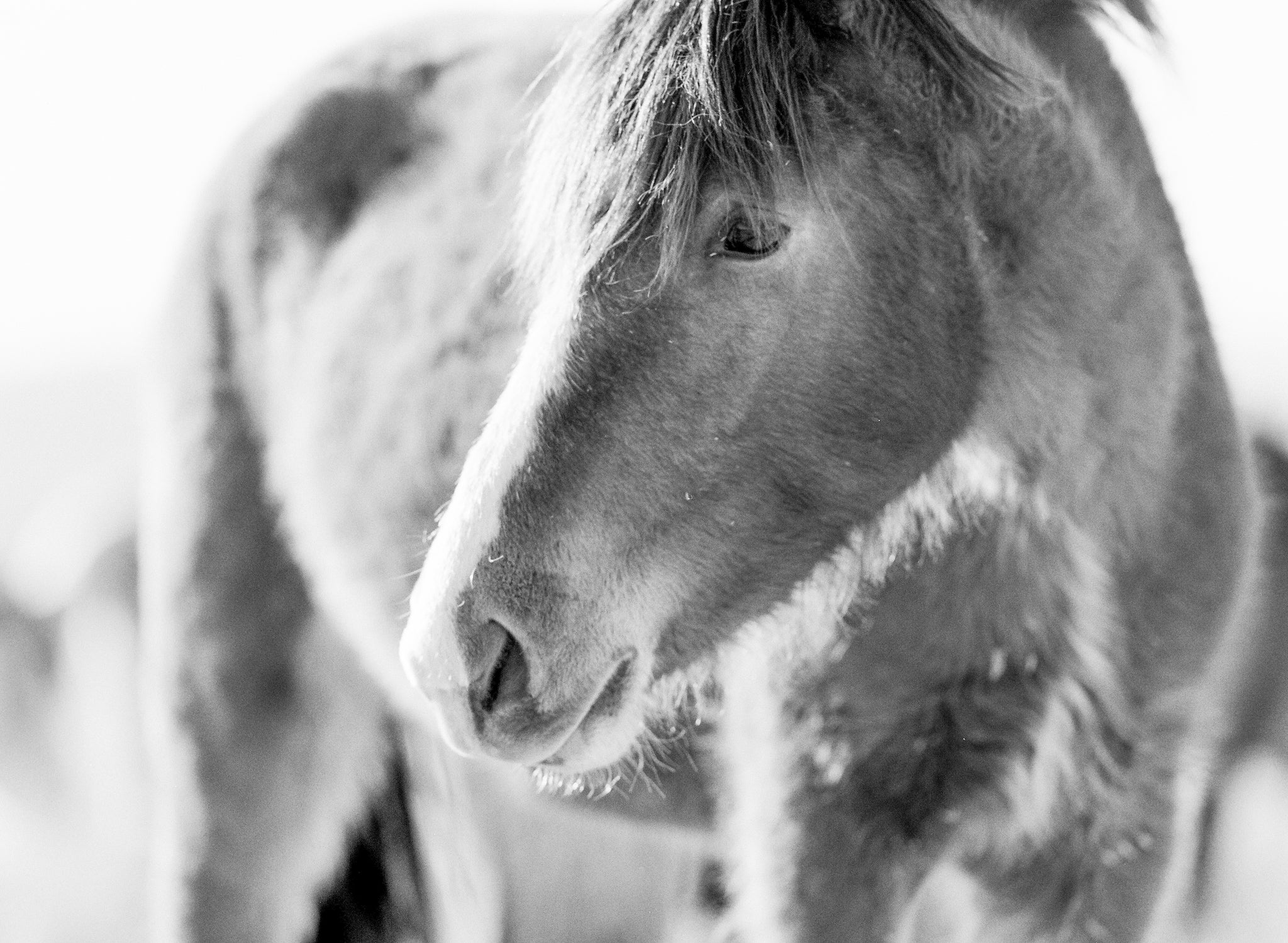 Spring Filly – KT Merry Fine Art