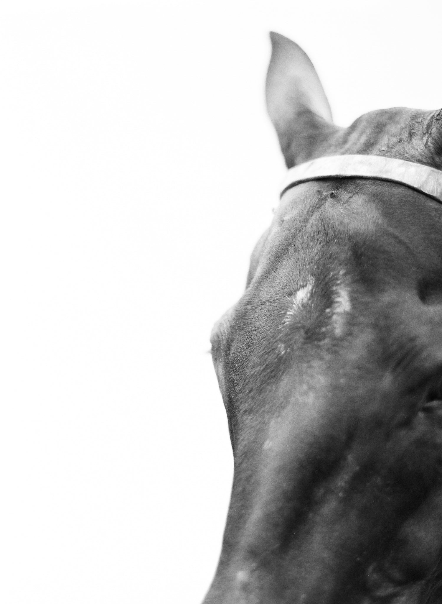 Split Star – KT Merry Fine Art