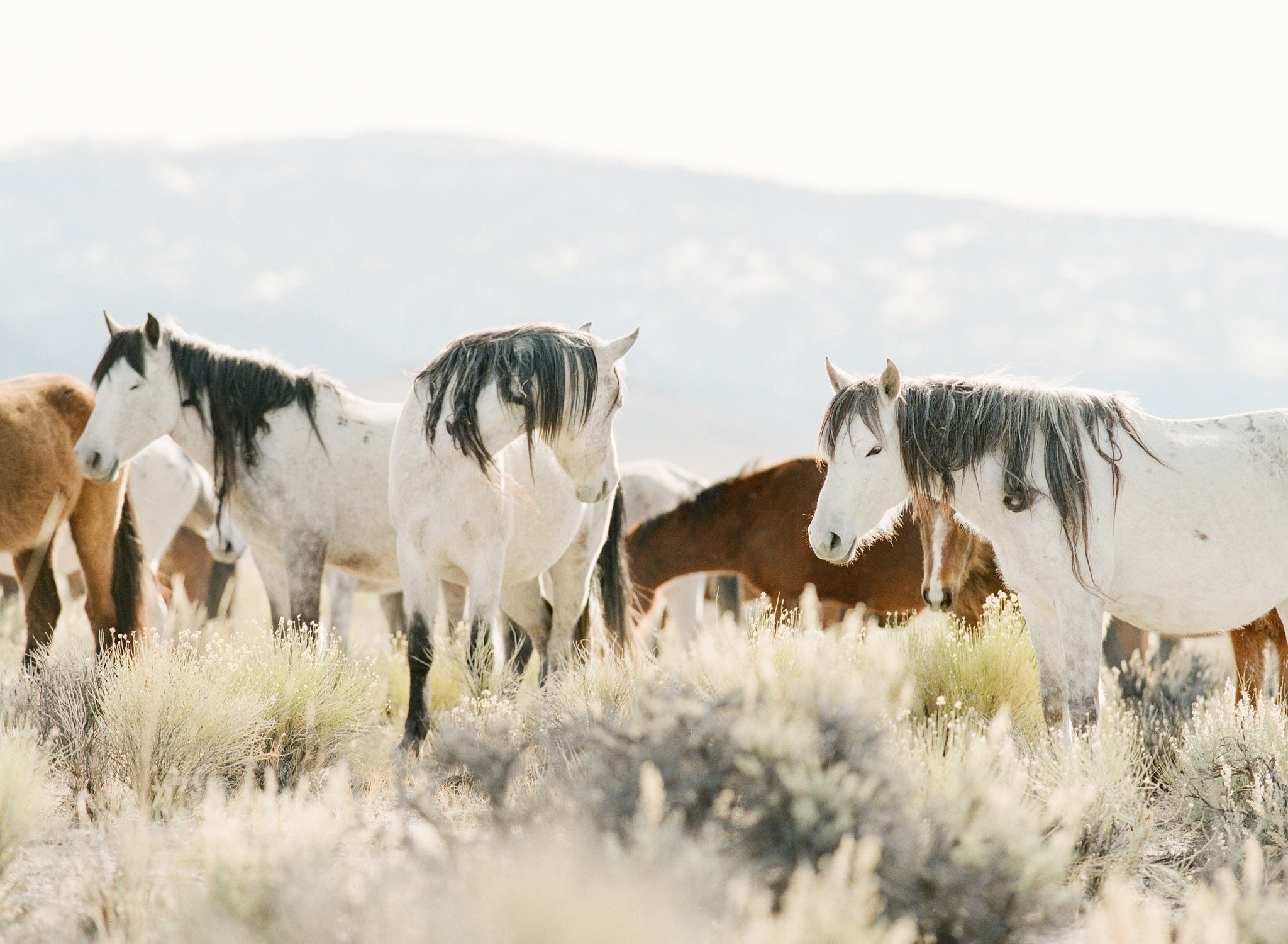 Matriarch Mares – KT Merry Fine Art