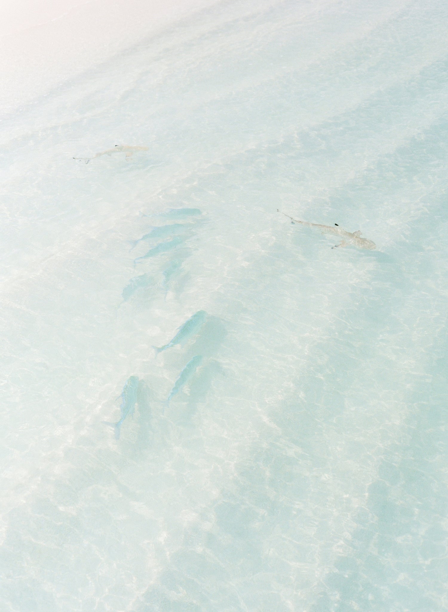 Shallow Waters 1 – KT Merry Fine Art