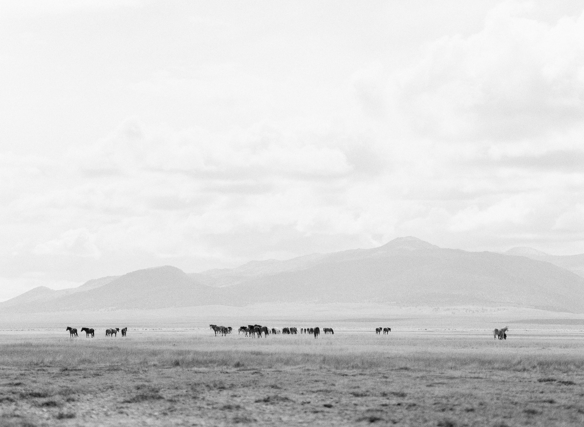 Open Range – KT Merry Fine Art